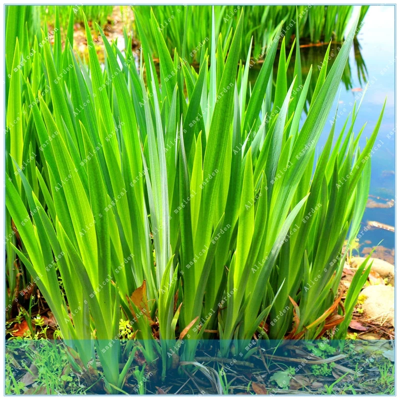 ZLKING 100PCS Buy Acorus Tatarinowii Herb Semente Plant Calamus For Shi ...