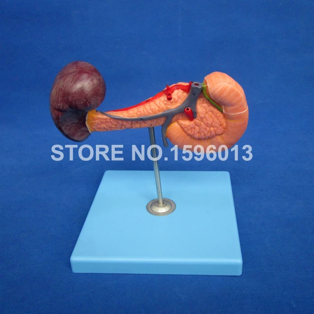 Pancreatic Duct Model