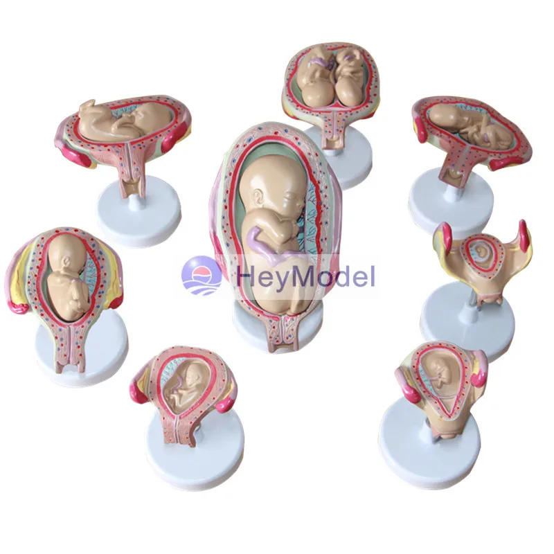 HeyModel Pregnancy developmental process model|processing| - AliExpress