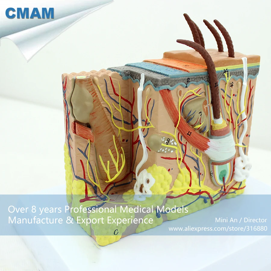 12531 CMAM-SKIN02 Anatomical Human Skin Cross Section Block Model 35x ...