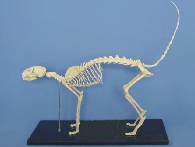 Small Animal Skeletons