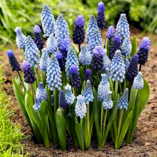 100pcs/bag Hyacinthus Orientalis plant Perennial rare Hyacinth Potted ...