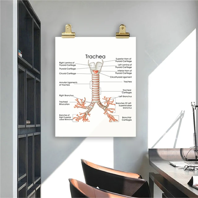 Trachea Diagram
