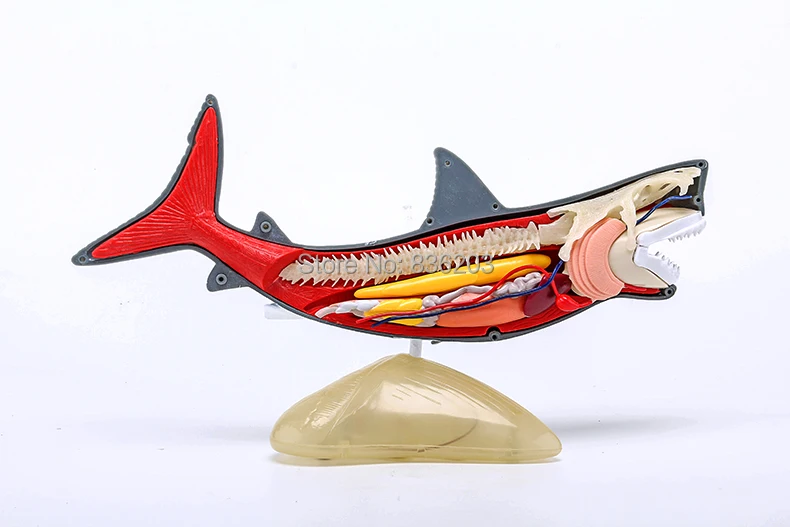 Great White Shark Anatomy Model