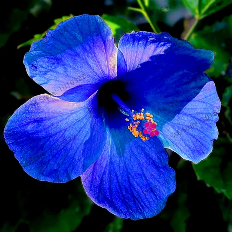 100 шт./пакет гибискуса карликовые деревья, 24 видов цвет, Корпус ...