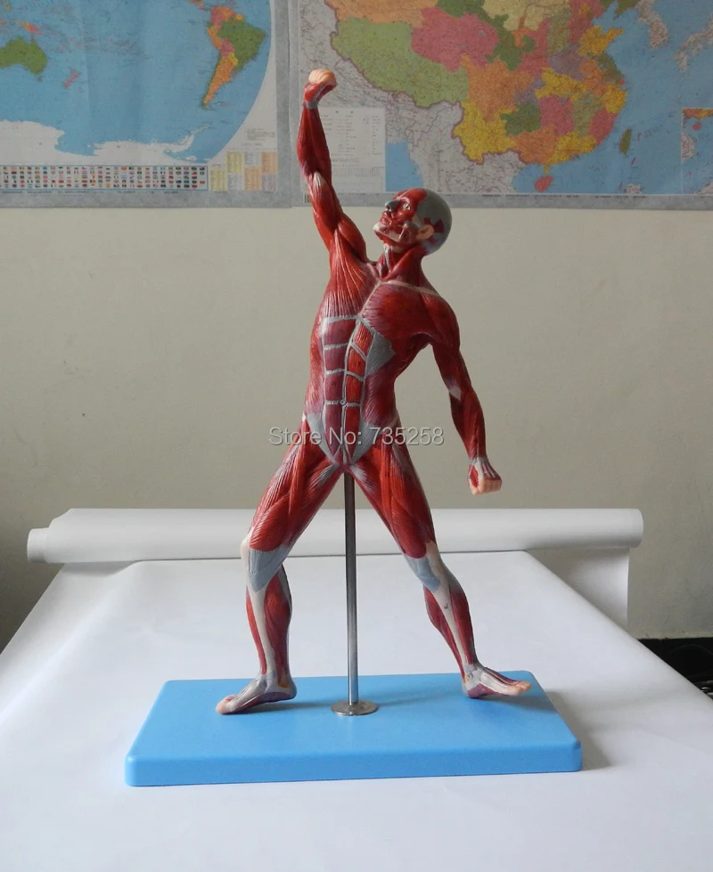 Anatomy Muscle Model