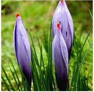 1 pc Saffron Bulb ,Saffron Flower Bulb ,Saffron Crocus Bulb , 1 bulb/pack