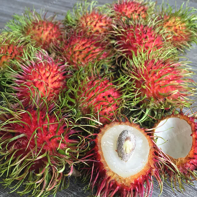 Rambutan Seeds 5 Pcs - Best Seeds Online | Free Shipping Worldwide ...
