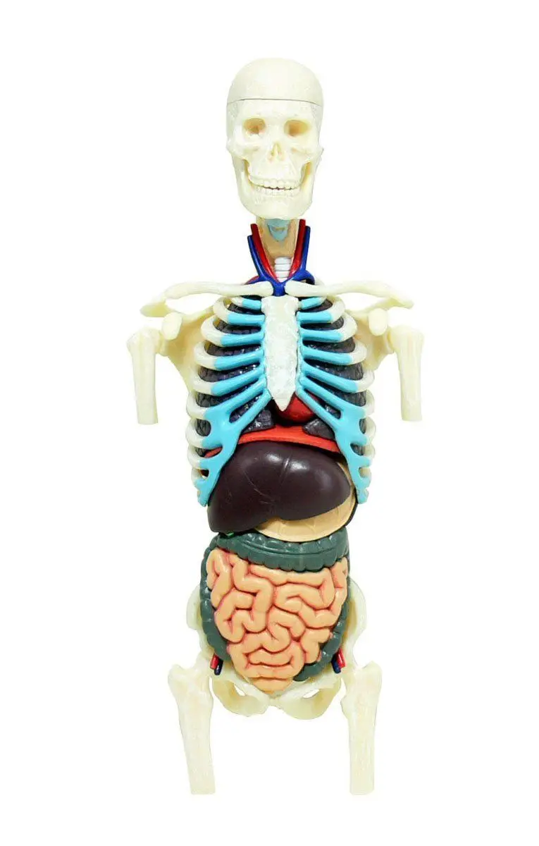 8" 4D master TRANSPARENT TORSO ANATOMY MODEL medical human skull ...