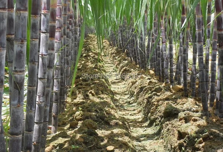 Stilt Root Of Sugarcane