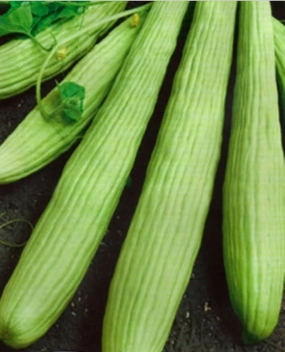 Cucumber Hot selling 100 seeds fruit cucumber ,Cuke , Green,white, red ...