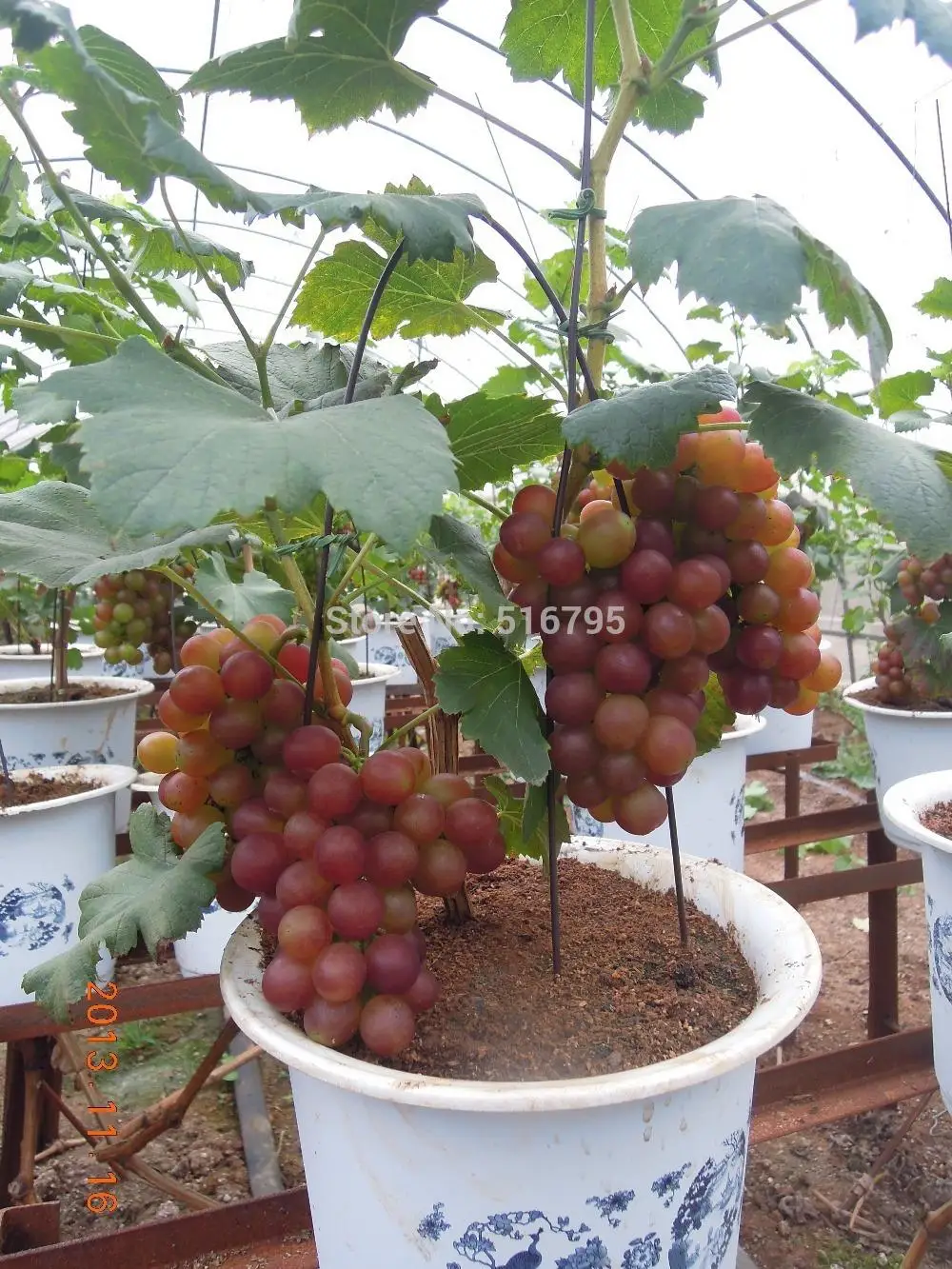 Red Grapes Tree