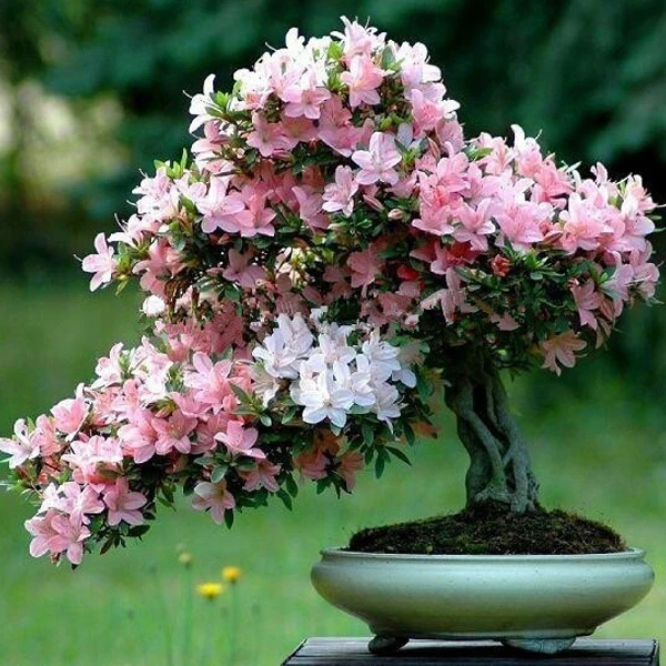 Cherry Blossom Bonsai Seeds