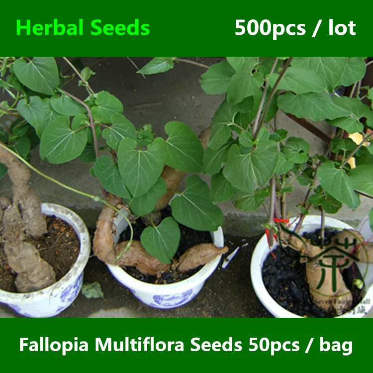 Fallopia multiflora - Alchetron, The Free Social Encyclopedia