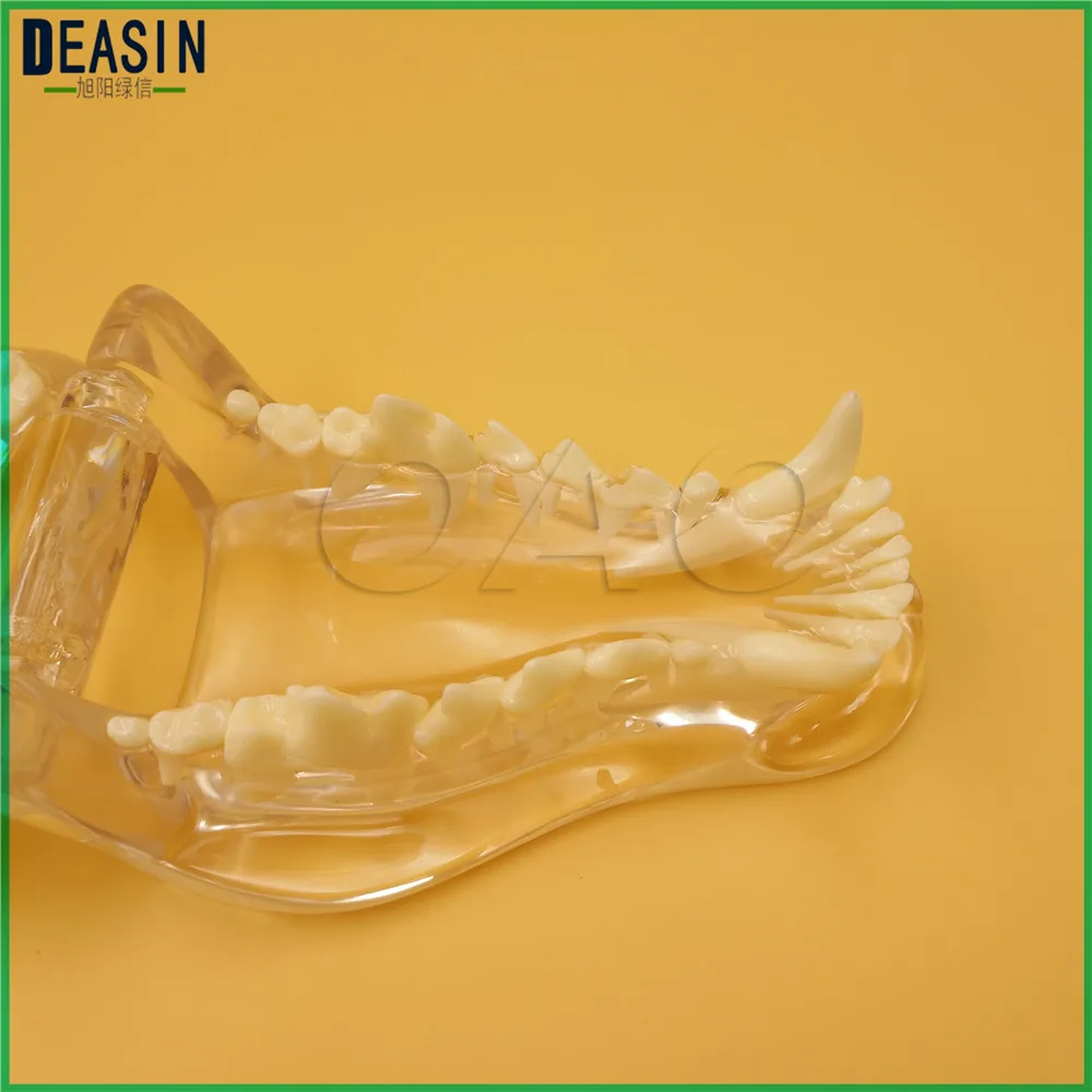 Dog Dentition Model The dog teeth skull jaw bone transparent solution ...
