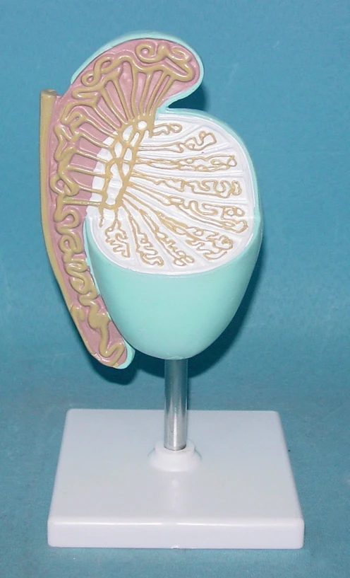 Human Testis Anatomical Model Human Organ Medical Teaching Model Free ...