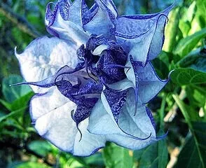 200pcs a lot Datura stramonium L. seed blue white double color with ...
