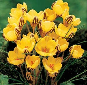 1 pc Saffron Bulb ,Saffron Flower Bulb ,Saffron Crocus Bulb , 1 bulb/pack
