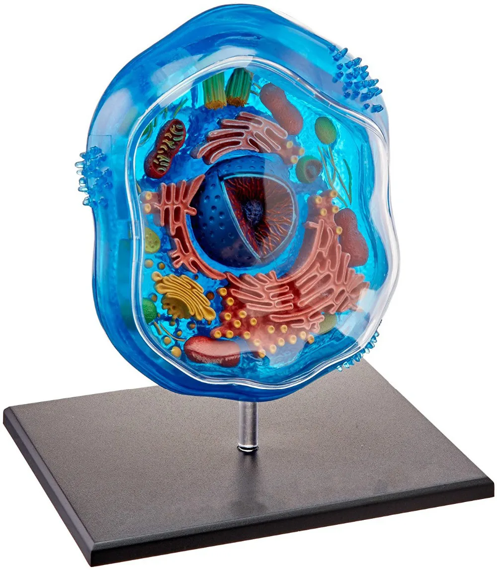 4D Animal Cell Anatomical Skeleton Model Dimensional Toy Anatomical ...