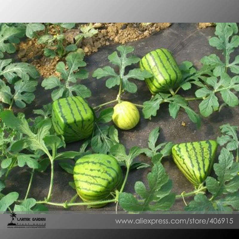 Online Buy Wholesale square watermelon from China square watermelon ...