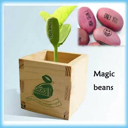 Magic Bean Seeds Plant Growing Message Word Gift Free Shipping - Bonsai ...