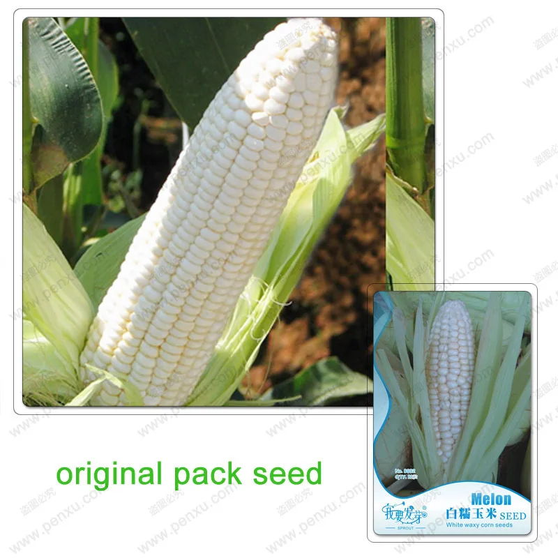 Online Buy Wholesale white maize from China white maize Wholesalers ...