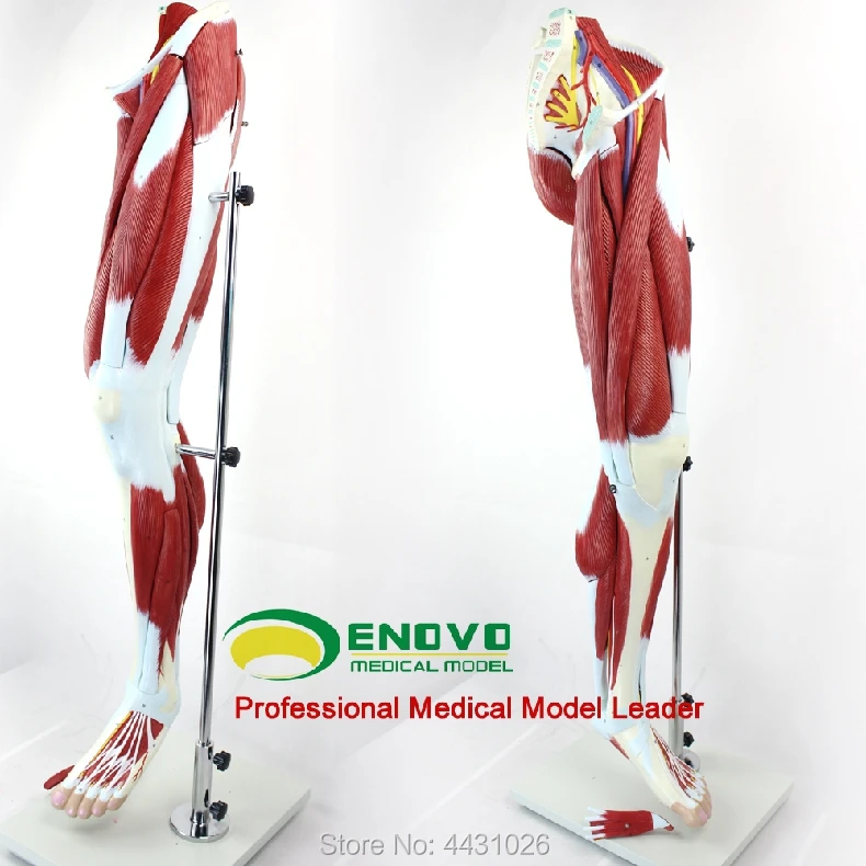 Anatomy Lower Limb Muscles