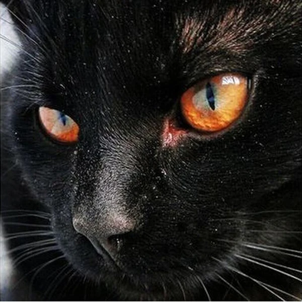 Black Cat DIY Diamond Painting Stickers Decorative Painting Rhinestone ...