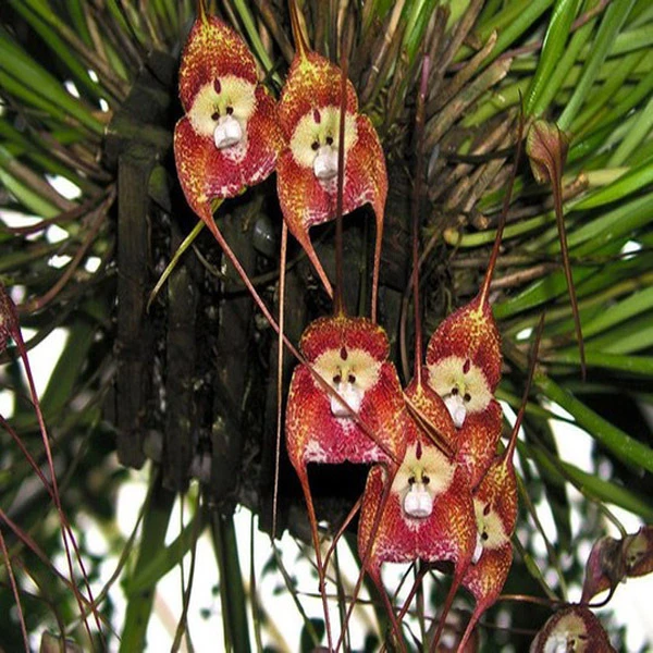 Monkey Face Orchid