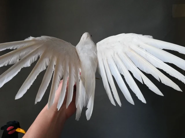 White Dove Wings