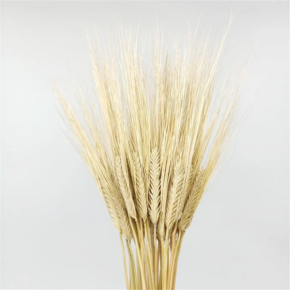 Raw Color Wheat Ears Flower Natural Dried Flowers Home Decor Wheat ...