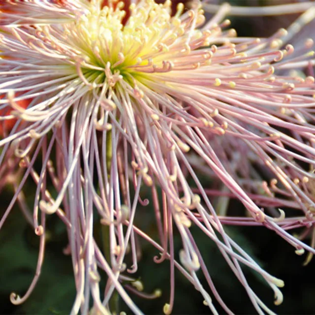 Rare Fireworks Pink Chrysanthemum Seeds, 100 pcs/bag – GreenSeedGarden