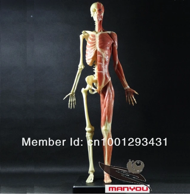 Half Skeleton Half Muscle