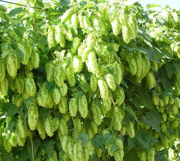 Online Buy Wholesale happy hop from China happy hop Wholesalers ...