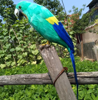Emerald Macaw