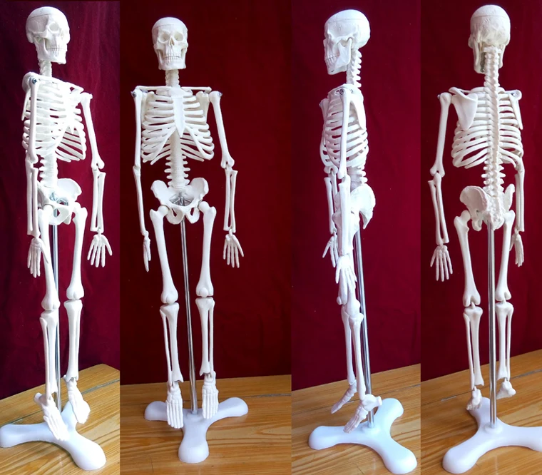 45 cm İnsan İskeleti tıbbi modeli torso anatomisi İskelet diş anatomik beyin anatomia Patladı ...