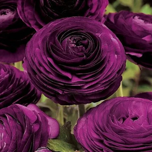Multi-Color Ranunculus Asiaticus Flower Seeds, 100pcs/pack ...