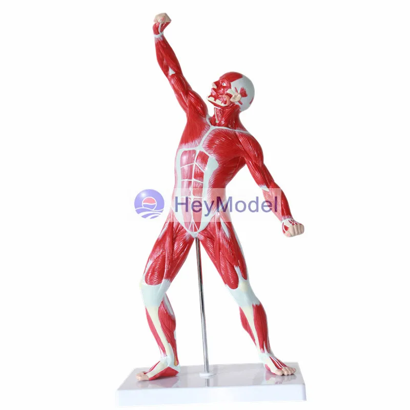 HeyModel Human whole body muscle movement model 50-in Educational ...