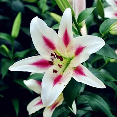 Rare Multi-Color Lily Flower Seeds 100pcs/pack – GreenSeedGarden