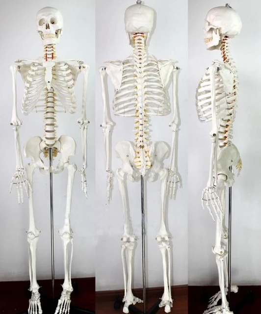 Life Size Human Body Poster