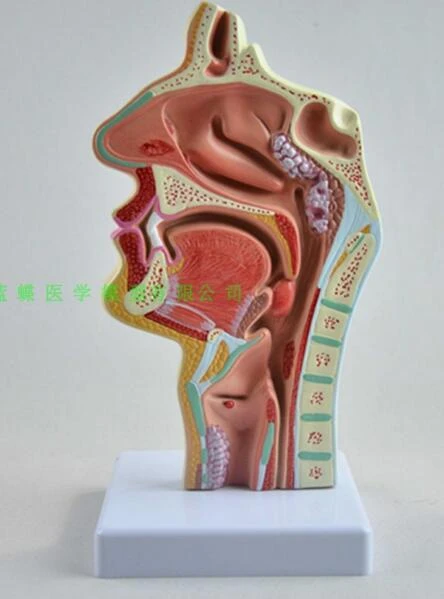 Oral Cavity Anatomy Model