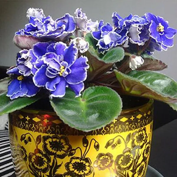 Rare Colours Violet Saintpaulia Seeds, 50pcs/pack – GreenSeedGarden