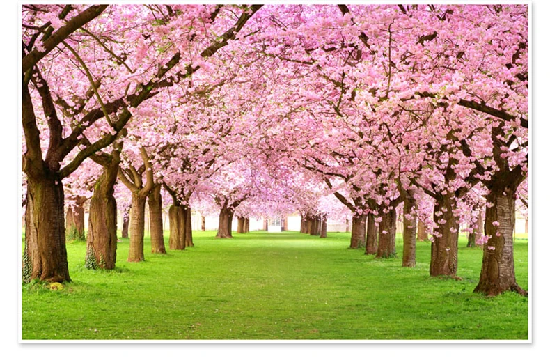 Popular Cherry Blossom Wallpaper-Buy Cheap Cherry Blossom Wallpaper ...