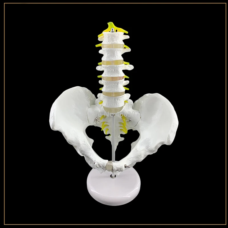 Pelvis-with-five-segment-lumbar-spine-models-of-the-spine-model-of-the ...