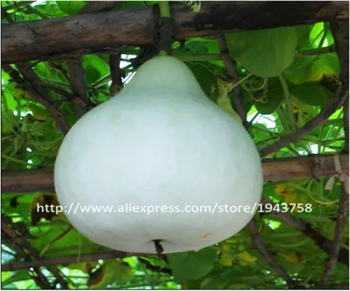 Dipper gourd, turbinate calabash plant, gourd plant - 10 particles