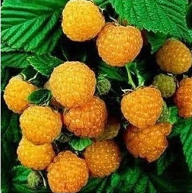 Orange Raspberry Plant