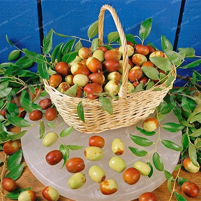 Achetez en Gros jujube fruits en Ligne à des Grossistes jujube fruits ...