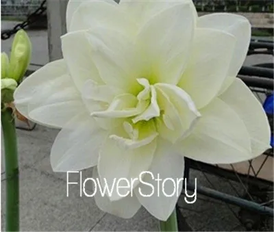 Семена амариллиса, Дешевые семена цветов, Барбадос лилии горшечных ...