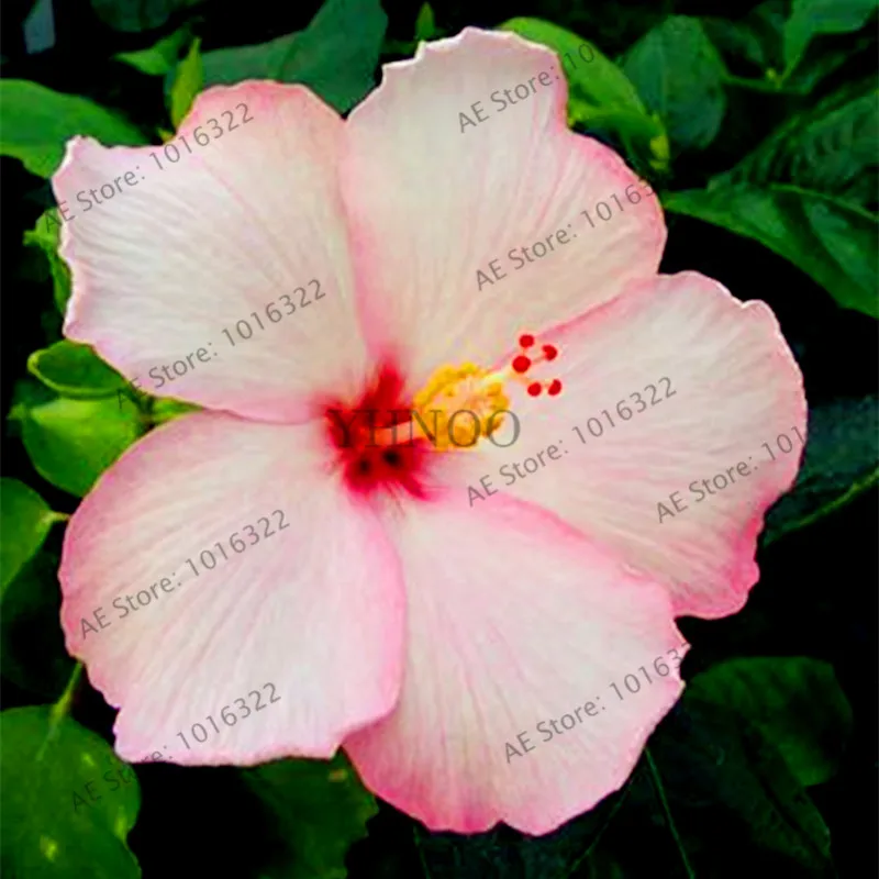 100 шт./пакет гибискуса карликовые деревья, 24 видов цвет, Корпус ...