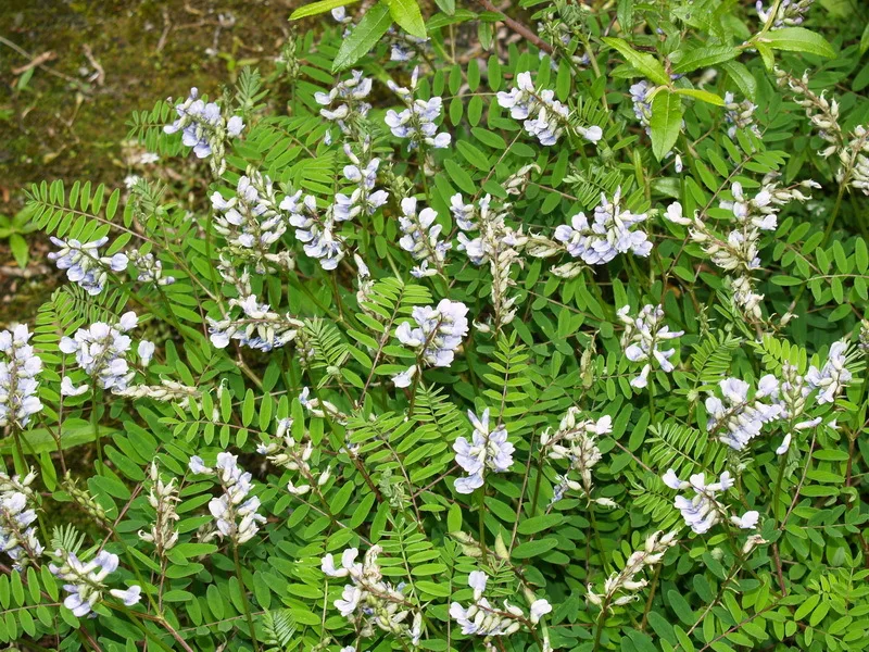 Detail of Scutellaria Baicalensis Extract powder /Scutellaria ...